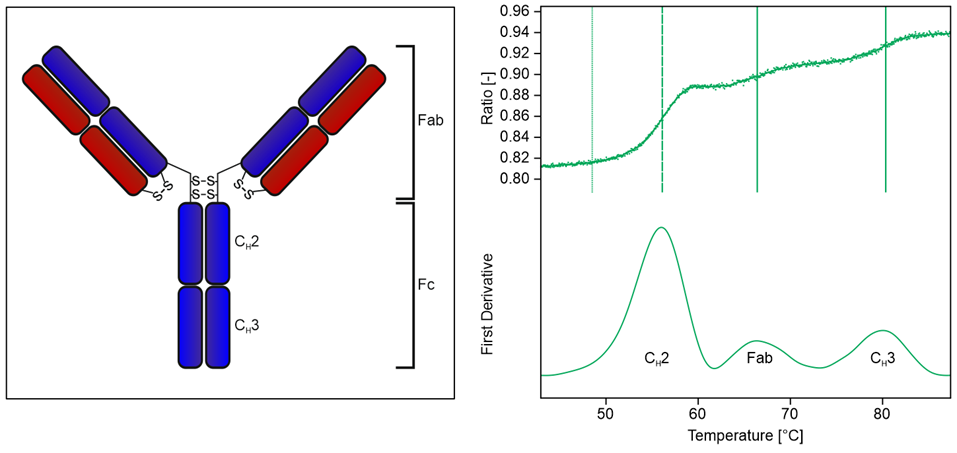 How can I interpret the unfolding profile of an antibody? – NanoTemper ...