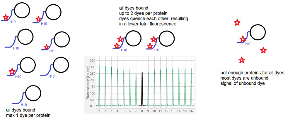 RED-Tris-NTA labeling of 10x His-tagged proteins – NanoTemper Technologies